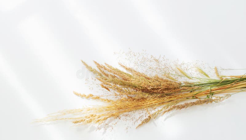 Golden Dry Wild Cereals on White Background in Sunlight Stock Image ...