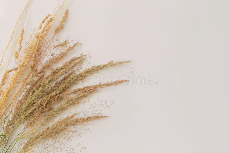 Golden Dry Wild Cereals on White Background in Sunlight Stock Photo ...