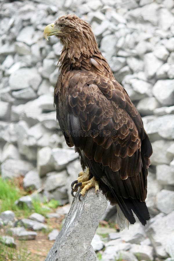 Golden eagle stock photo. Image of predatory, animal - 12848776