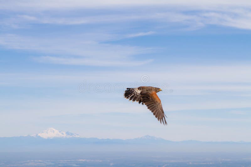 Golden eagle stock image. Image of pink, color, alaska - 16447631