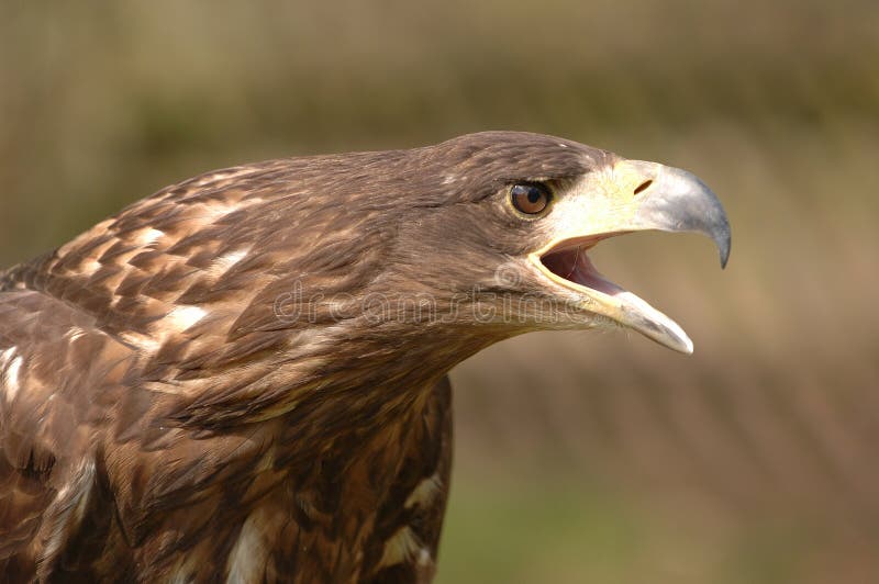 Golden Eagle stock image. Image of eater, gold, colour - 2427153
