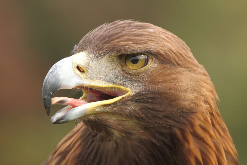 Golden Eagle stock image. Image of eagle, chrysaetos - 22935145