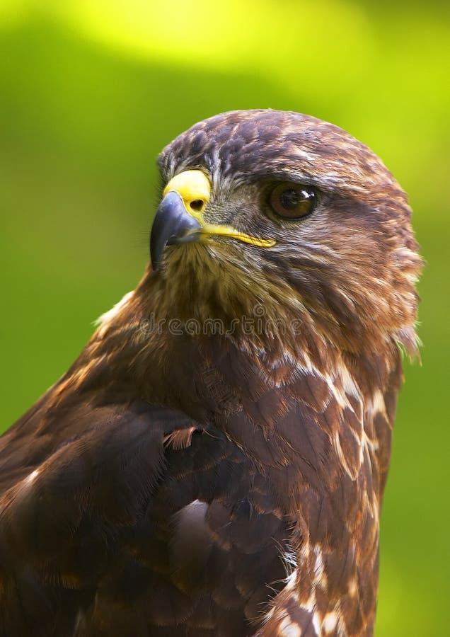 Golden Eagle stock image. Image of eater, gold, colour - 2427153