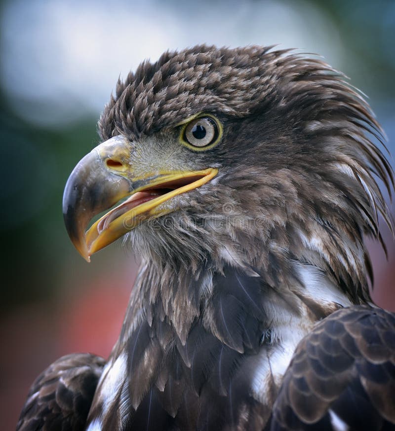 Golden eagle stock photo. Image of show, noble, strong - 26403116