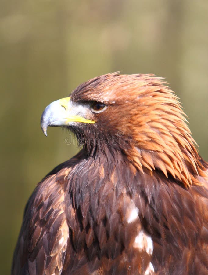 Golden Eagle stock photo. Image of nature, beak, golden - 29595182