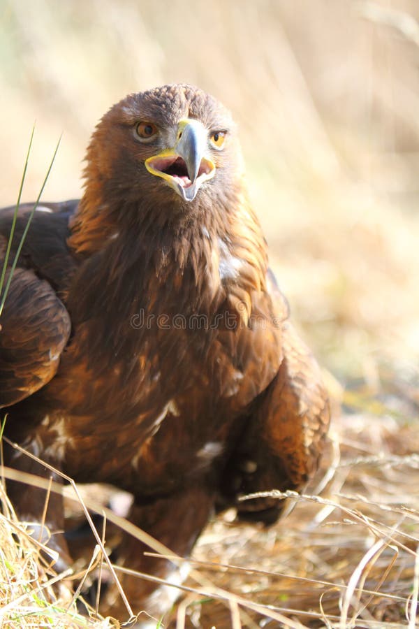 Golden Eagle stock image. Image of animal, nature, golden - 29595537