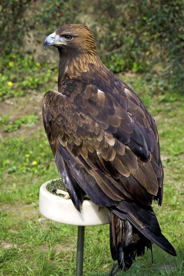 The golden eagle stock photo. Image of park, green, bird - 38015226