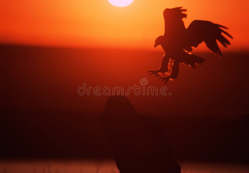 Golden eagle stock image. Image of silhouette, nature - 6258517