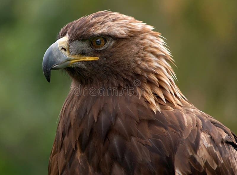 Golden Eagle stock image. Image of headhunt, warning, redtail - 7305321