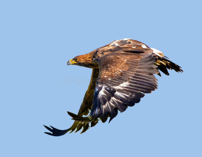 The Golden Eagle (Aquila Chrysaetos) Flying on Blue Sky Stock Photo ...