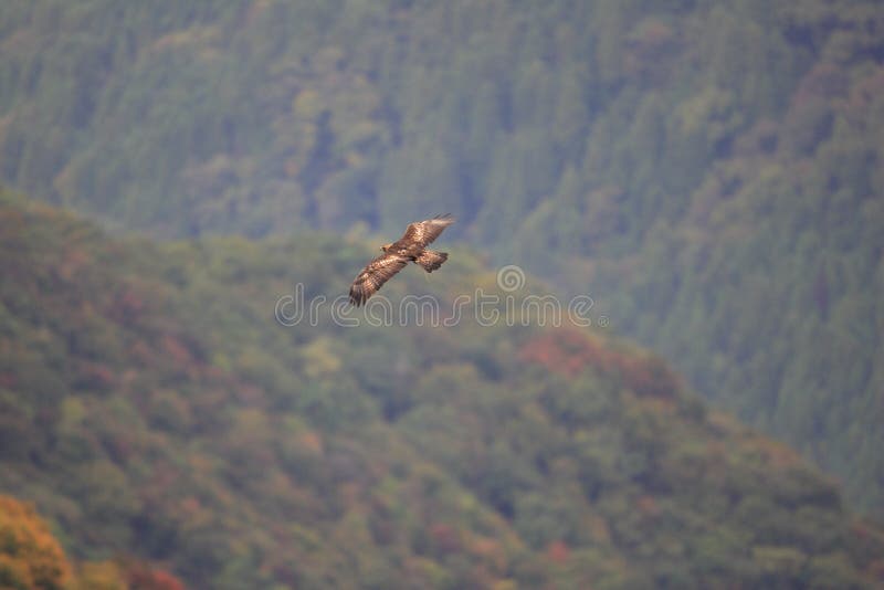 Golden eagle stock photo. Image of japan, chrysaetos - 45874148