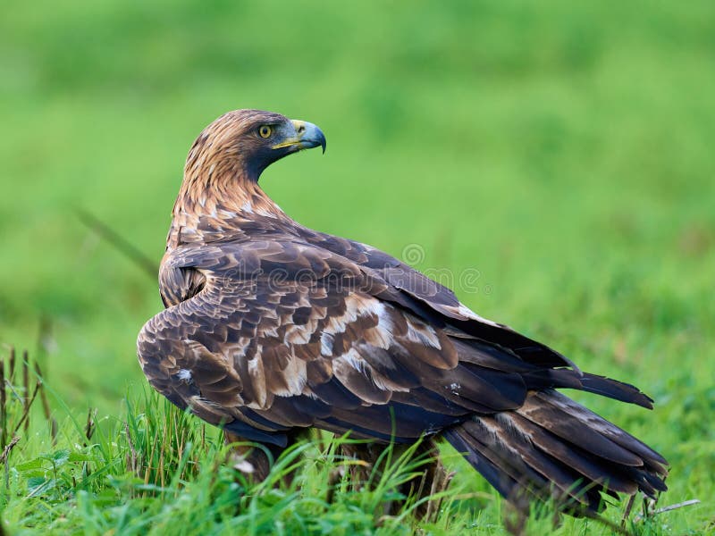 Golden Eagle Aquila Chrysaetos Stock Image - Image of wild, golden ...