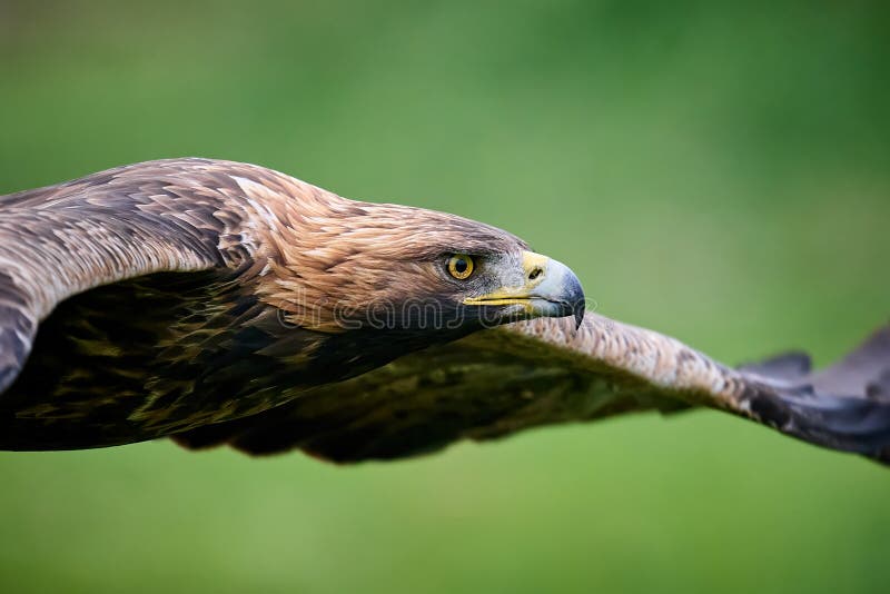 Golden Eagle Aquila Chrysaetos Stock Photo - Image of prey, habitat ...
