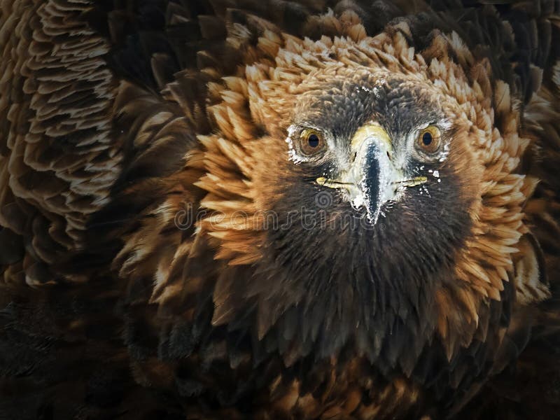 Golden Eagle Aquila Chrysaetos Stock Photo - Image of eagle, prey ...