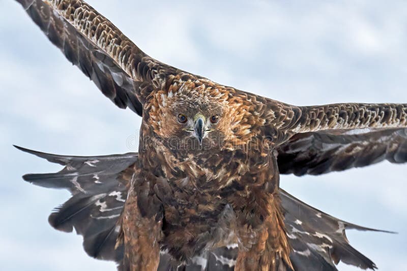 Golden Eagle Aquila Chrysaetos Stock Photo - Image of golden, sweden ...