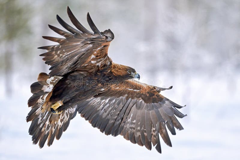 Golden Eagle (Aquila Chrysaetos Stock Photo - Image of bird, chrysaetos ...