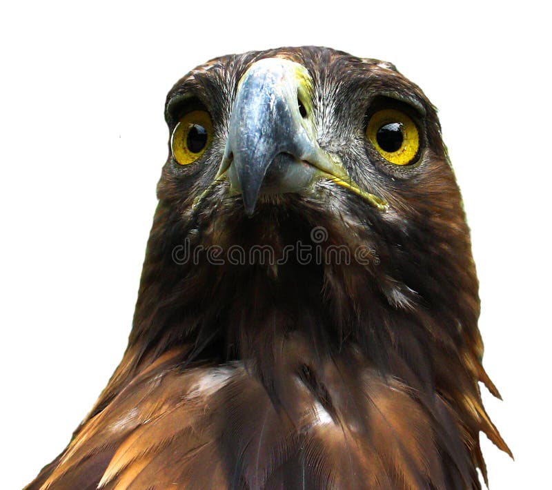 Golden Eagle (Aquila Chrysaetos) Stock Image - Image of bird, animals ...