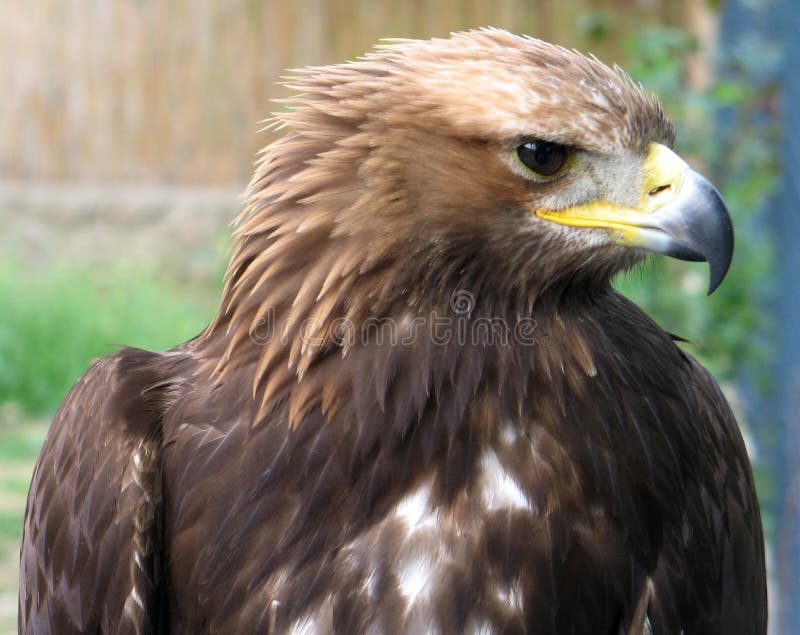 Golden Eagle (Aquila Chrysaetos) Stock Photo - Image of animals, animal ...