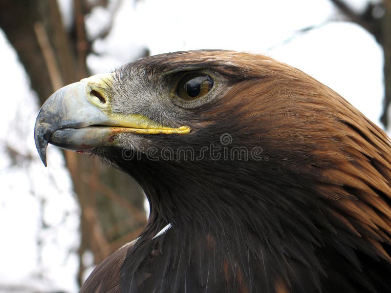 Golden Eagle (Aquila Chrysaetos) Stock Photo - Image of aquila, serbian ...