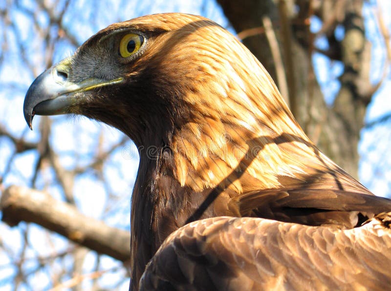 Golden Eagle (Aquila Chrysaetos) Stock Image - Image of portrait, bird ...