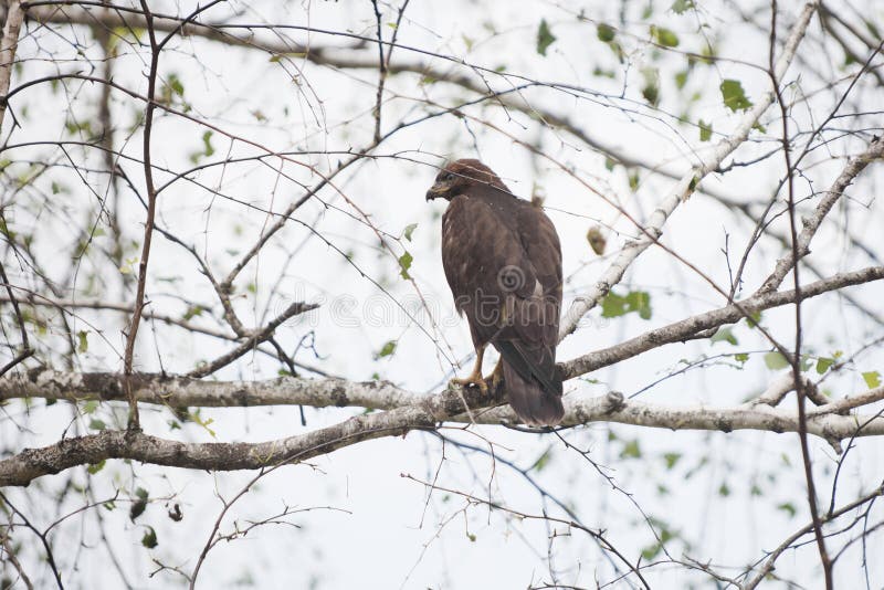 Golden Eagle (Aquila Chrysaetos) Stock Image - Image of falcon, eagle ...