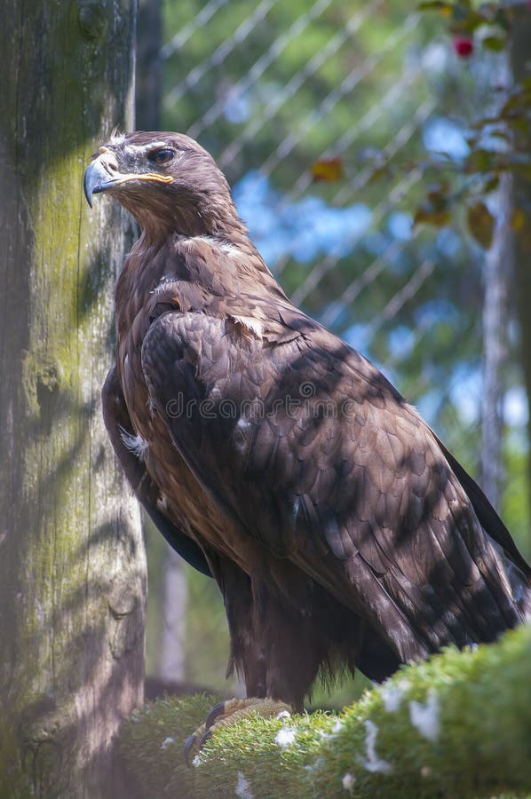 Sad Eagle in captivity stock photo. Image of defeat, brown - 56168224