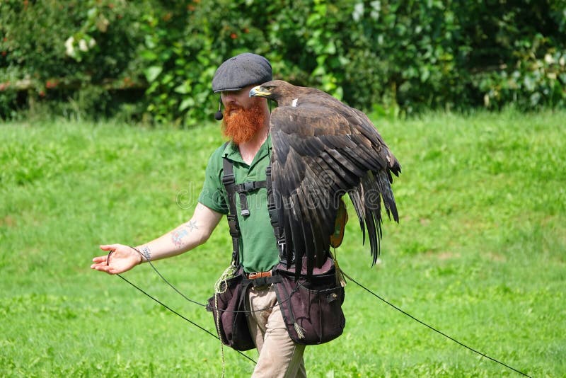 A Bird Handler with a Merlin Falcon Editorial Stock Image - Image of ...