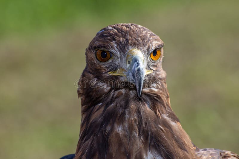 Golden Eagle Bird Predator Italian Mountains Stock Image - Image of ...