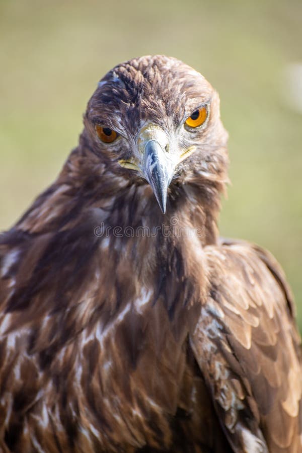 Golden Eagle Bird Predator Italian Mountains Stock Photo - Image of ...