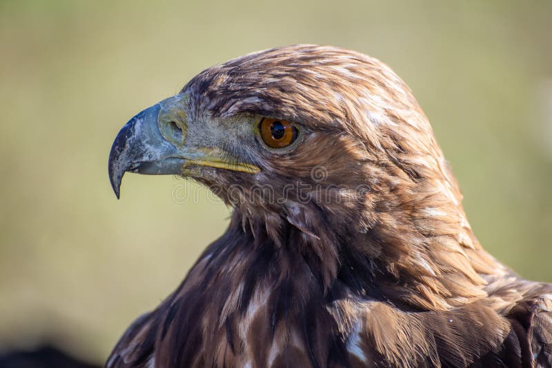 Golden Eagle Bird Predator Italian Mountains Stock Photo - Image of ...