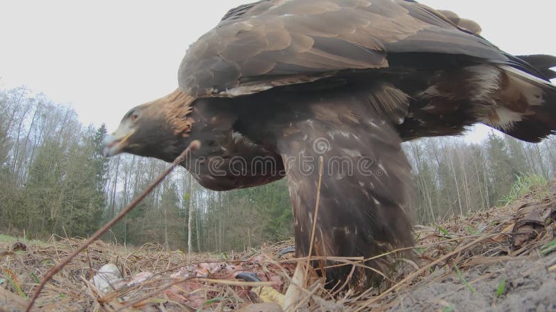 Golden Eagle Bird of Prey Aquila Chrysaetos Stock Video - Video of ...