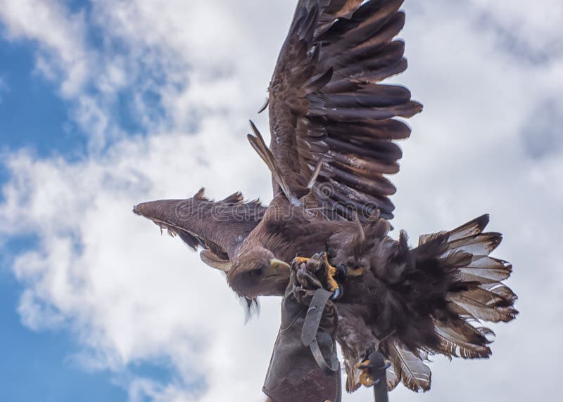Golden Eagle. Birds in the Nature Against the Blue Sky Stock Photo ...
