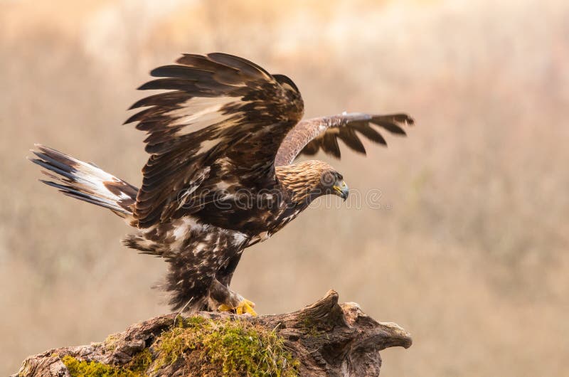 The Golden Eagle, the Buzzard, the Marsh Harrier, Stock Photo - Image ...