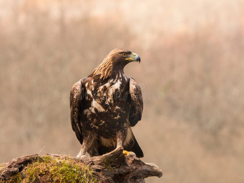 The Golden Eagle, the Buzzard, the Marsh Harrier, Stock Photo - Image ...