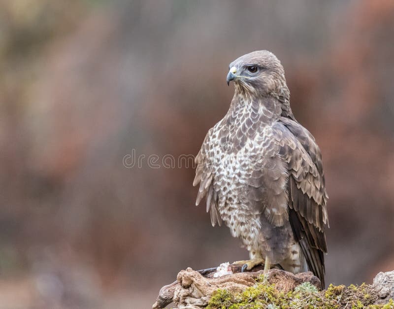 The Golden Eagle, the Buzzard, the Marsh Harrier, Stock Photo - Image ...
