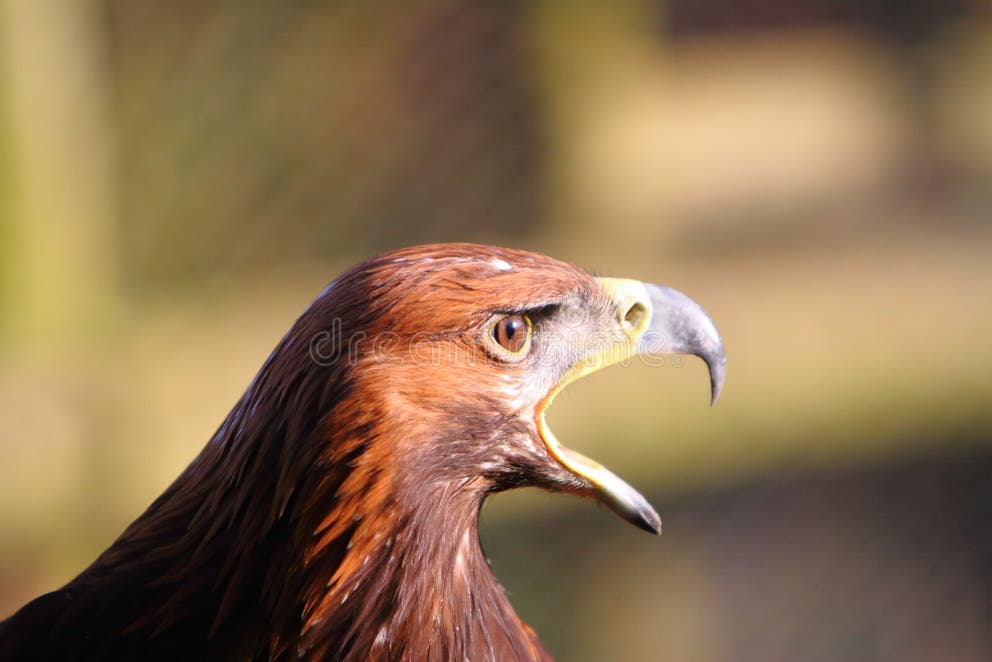 Golden Eagle calling stock photo. Image of raptor, bird - 29683216