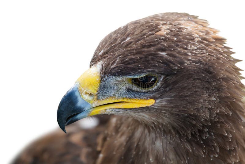 Golden eagle close up stock image. Image of eagle, animal - 59193489