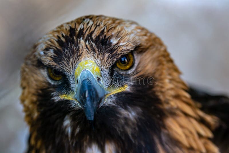Golden eagle close up stock photo. Image of close, creature - 118504288