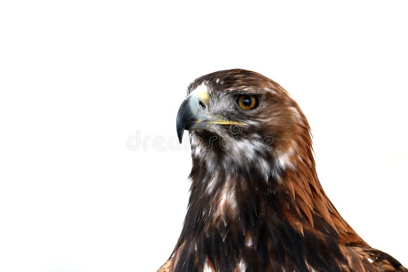 Eagle closeup stock image. Image of strength, teamwork - 853701