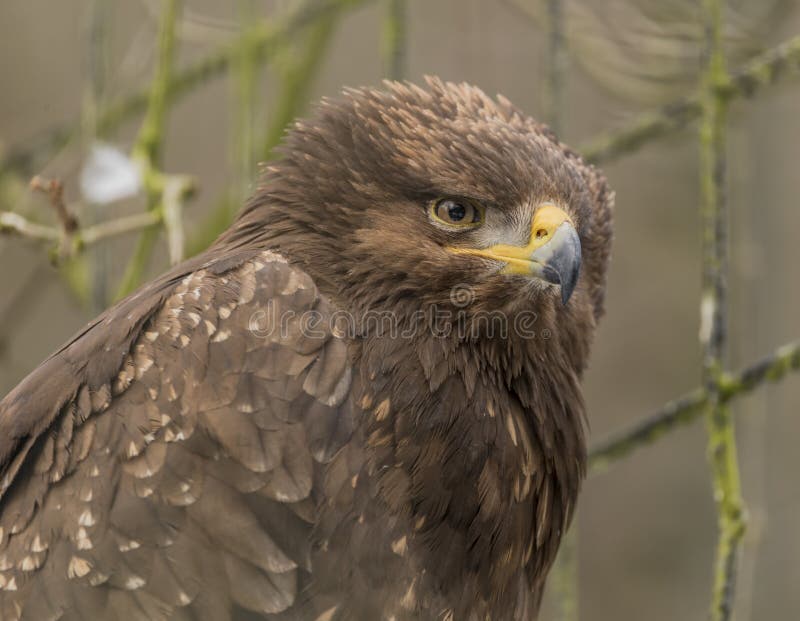 Golden Eagle in Cold ZOO Liberec Stock Image - Image of nature ...