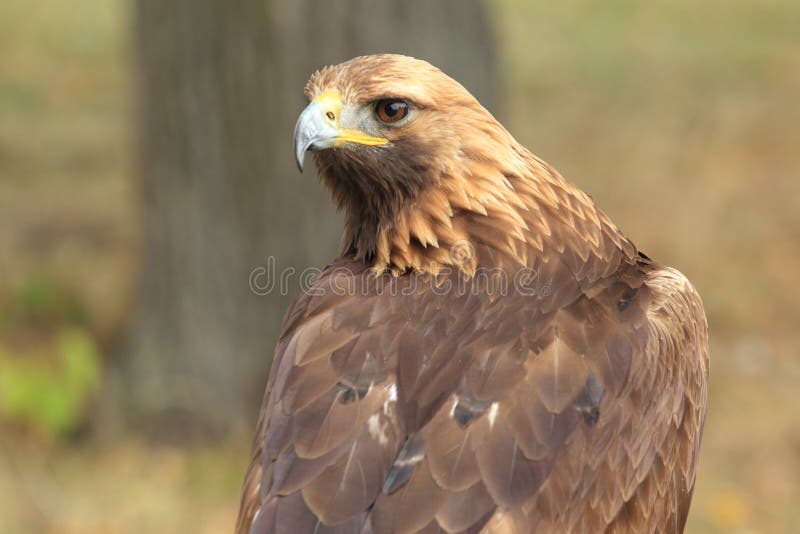 Golden eagle stock image. Image of prey, body, chrysaetos - 43160161