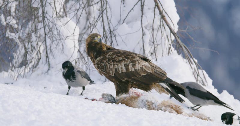 Golden Eagle Eating on Dead Fox and Looking into Camera in the ...