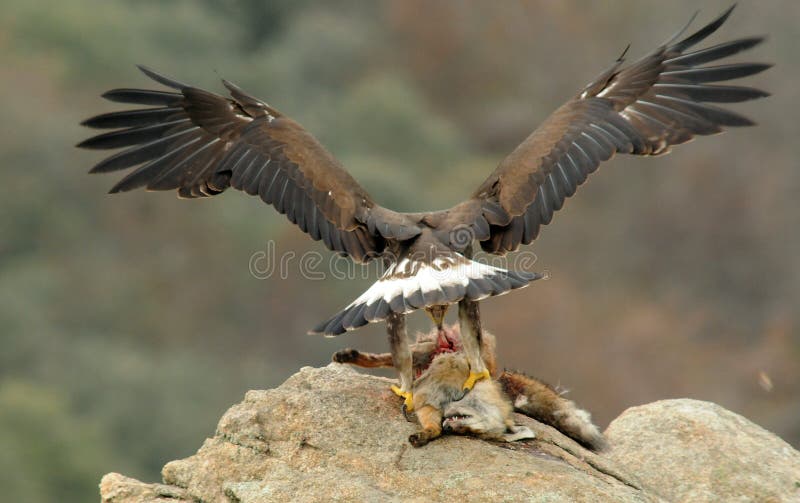 Golden Eagle Eating a Fox on the Rocks Stock Photo - Image of golden ...