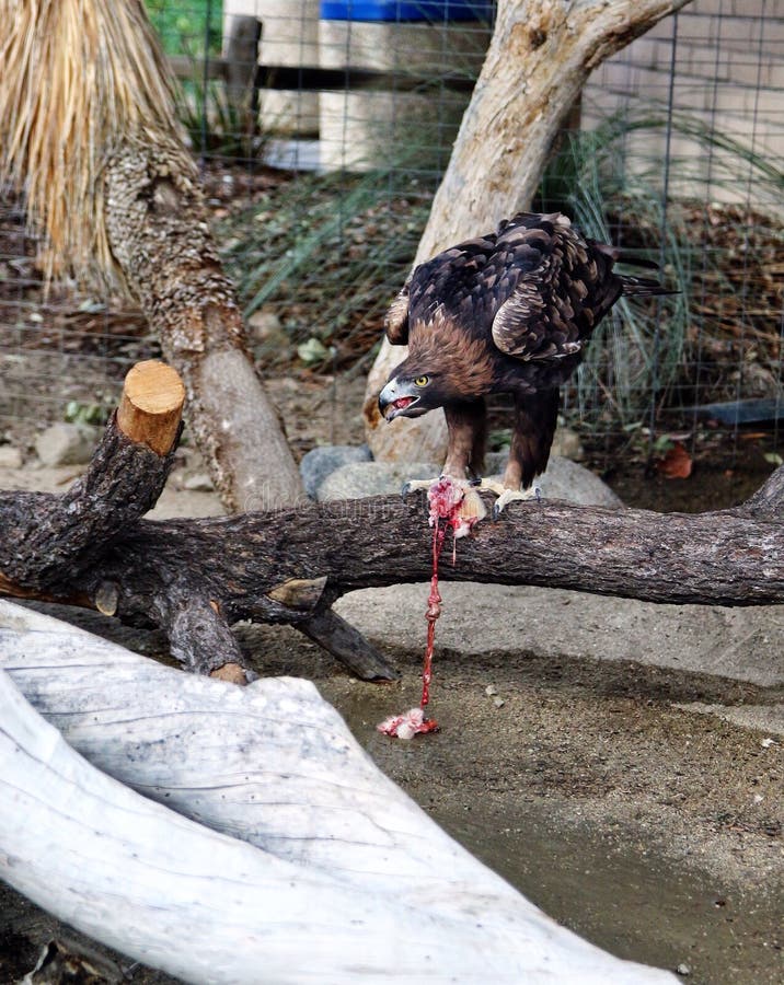 250 Golden Eagle Rabbit Photos - Free & Royalty-Free Stock Photos from ...