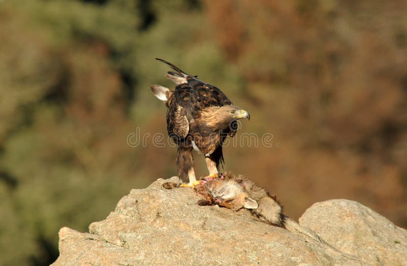 Golden eagle eats a fox stock image. Image of arranged - 47331371