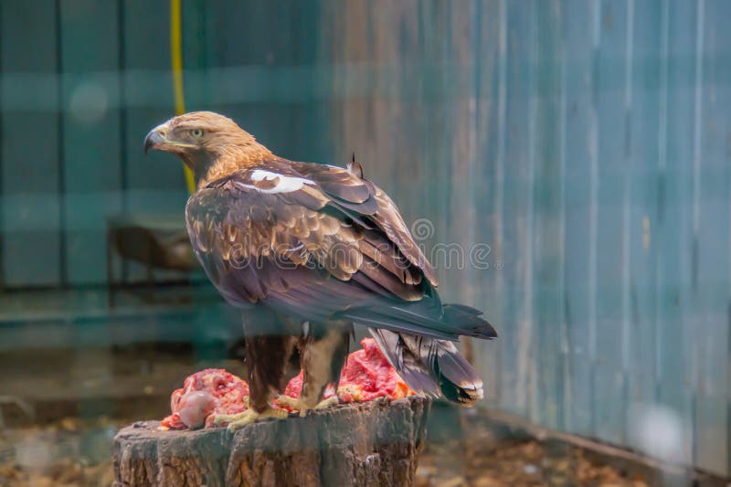 Golden Eagle Eats Meat at the Zoo. Male of Golden Eagle Eating Hare ...
