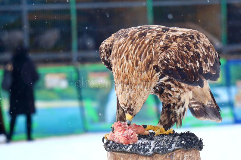 Golden Eagle Eats Raw Meat on a Stump Stock Photo - Image of feathers ...