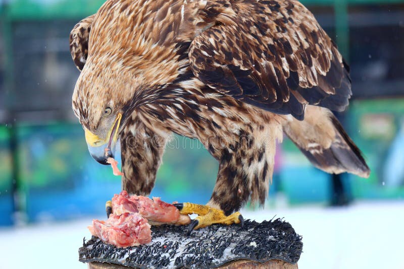 Golden Eagle Eats Raw Meat on a Stump Stock Photo - Image of feathers ...