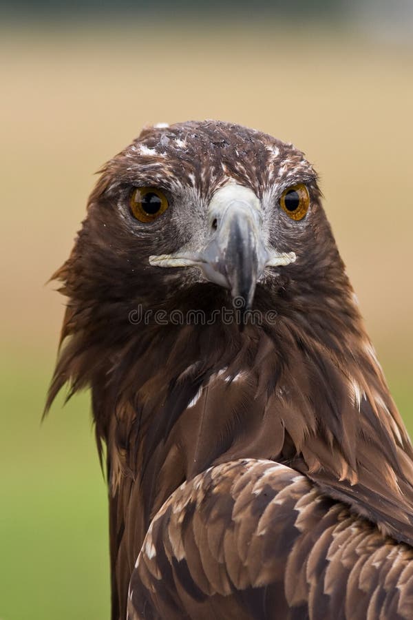 Golden Eagle face stock photo. Image of bird, aquila, eagle - 8261372
