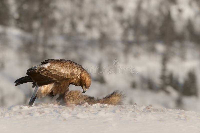 Golden Eagle Defecation stock image. Image of prey, bird - 37347515